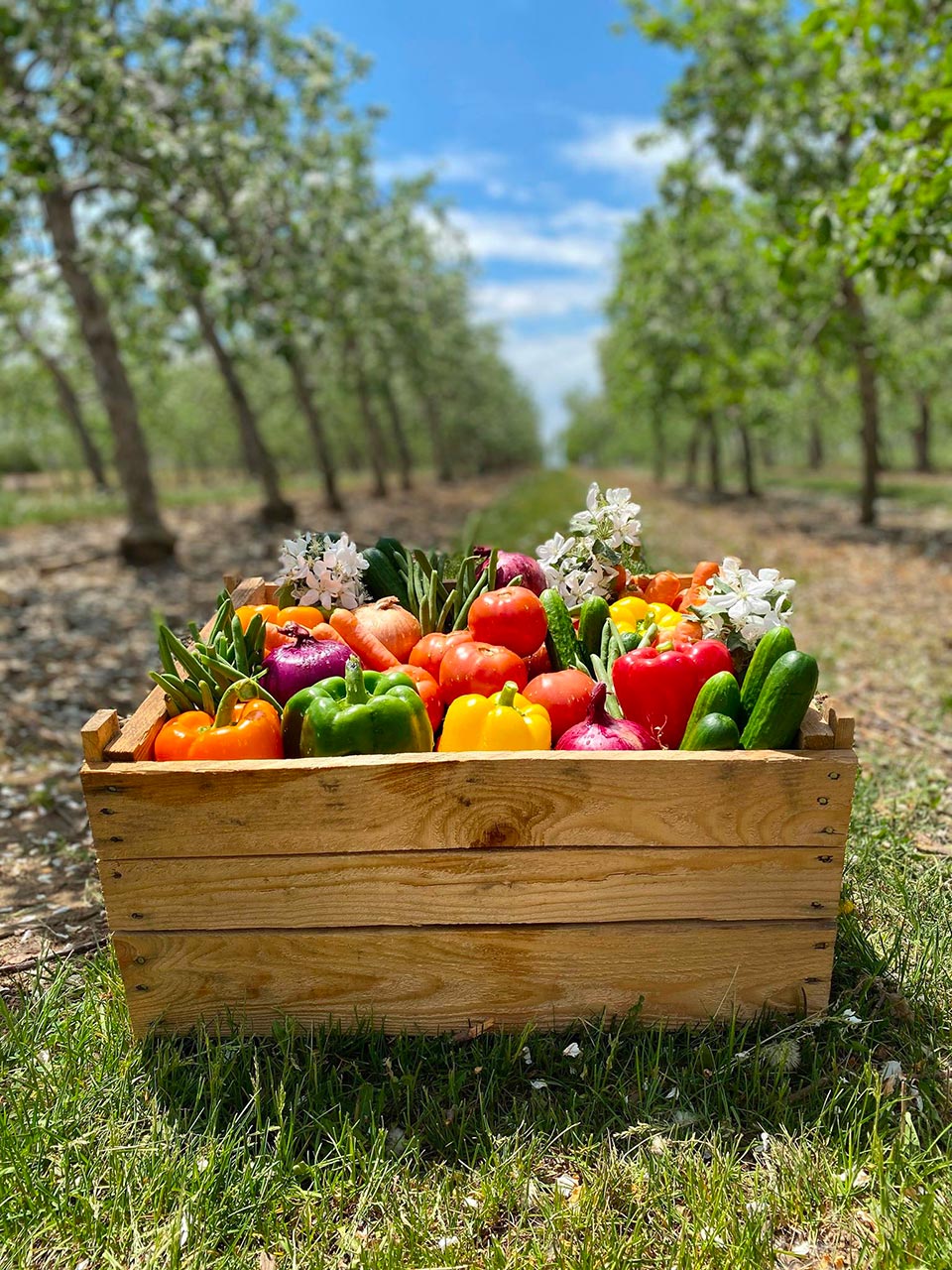 Paniers de légumes – Duhaime Gourmet